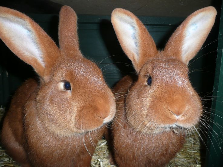 Konino: Konijnenrassen