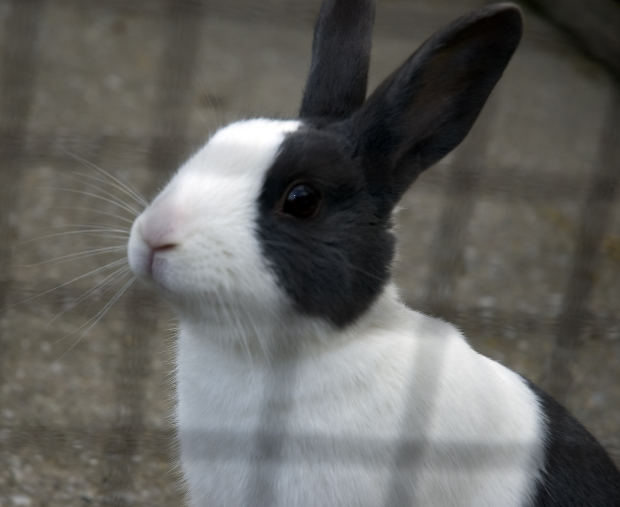 Konino: Konijnenrassen