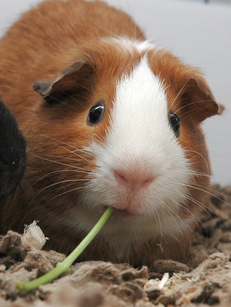 Cavio: Cavia aanschaffen