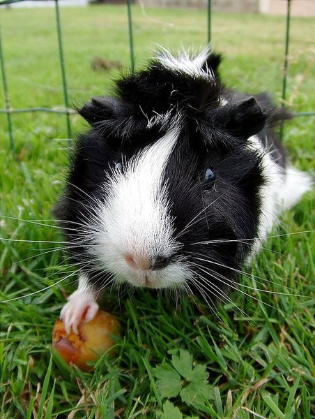 Cavio: Cavia aanschaffen